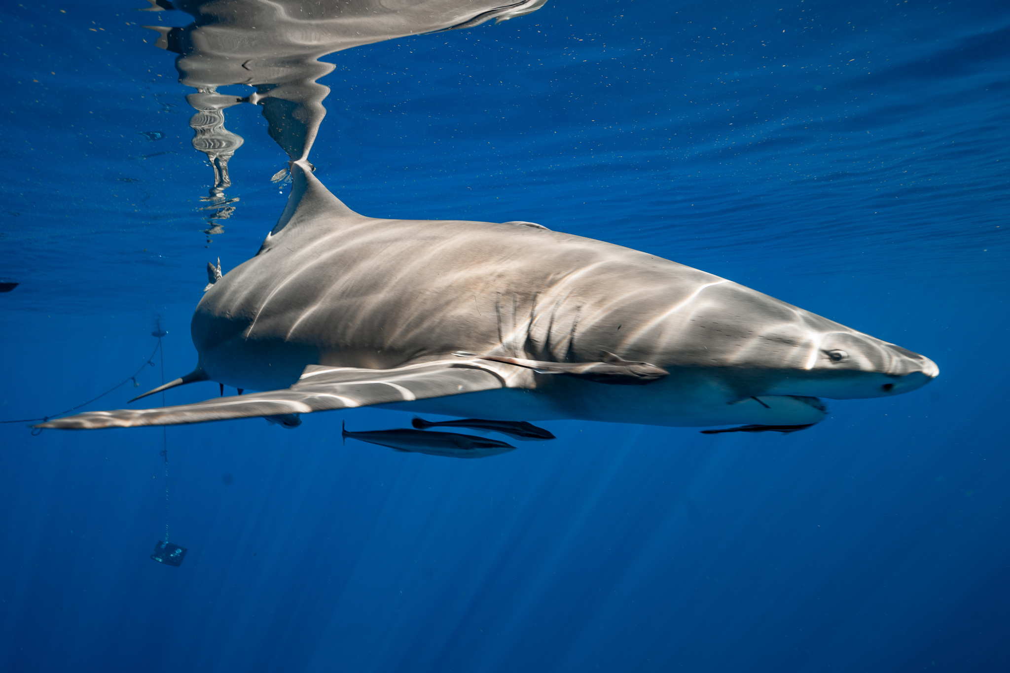 SCUBA DIVE CHARTERS | SHARK SCUBA DIVING | FLORIDA SHARK SNORKELING ...